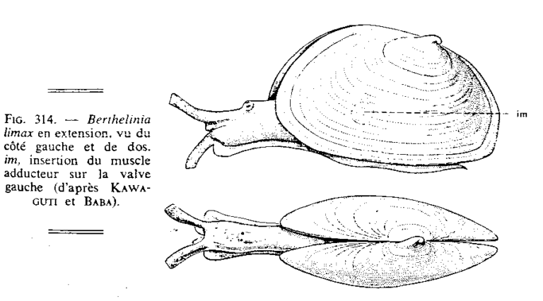 LES GASTEROPODES BIVALVES | Club Géologique Île-de-France